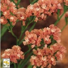 Limonium Sinuatum 'Statice' - Bulbos