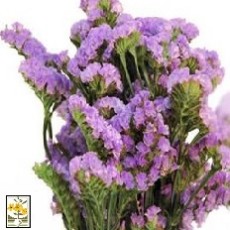 Limonium Sinuatum 'Statice' - Bulbos