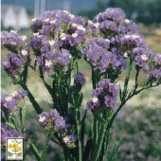 Limonium Sinuatum 'Statice' - Bulbos