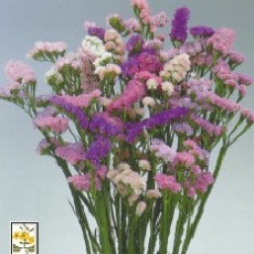 Limonium Sinuatum 'Statice' - Bulbos