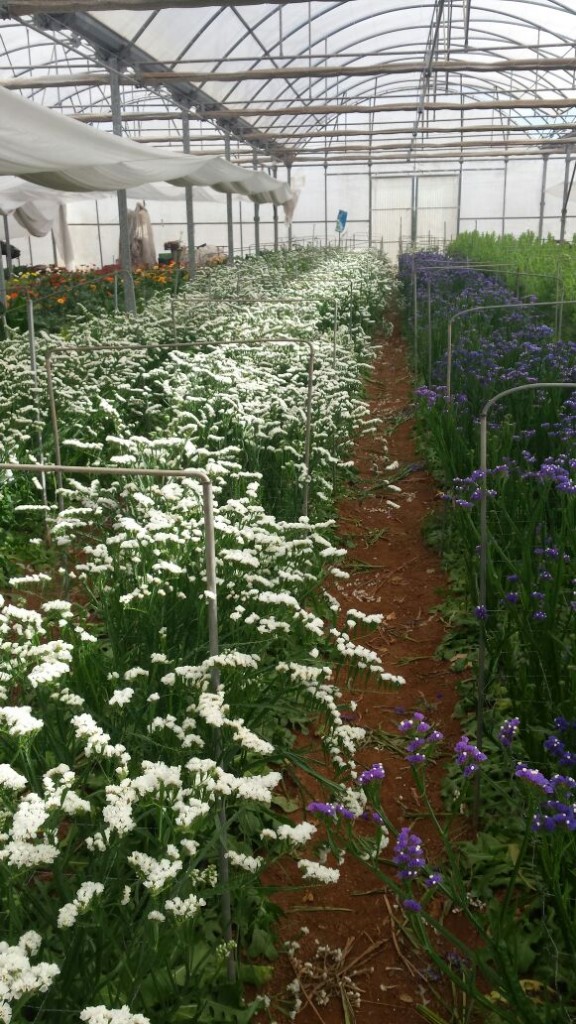 Limonium Sinuatum 'Statice' - Bulbos