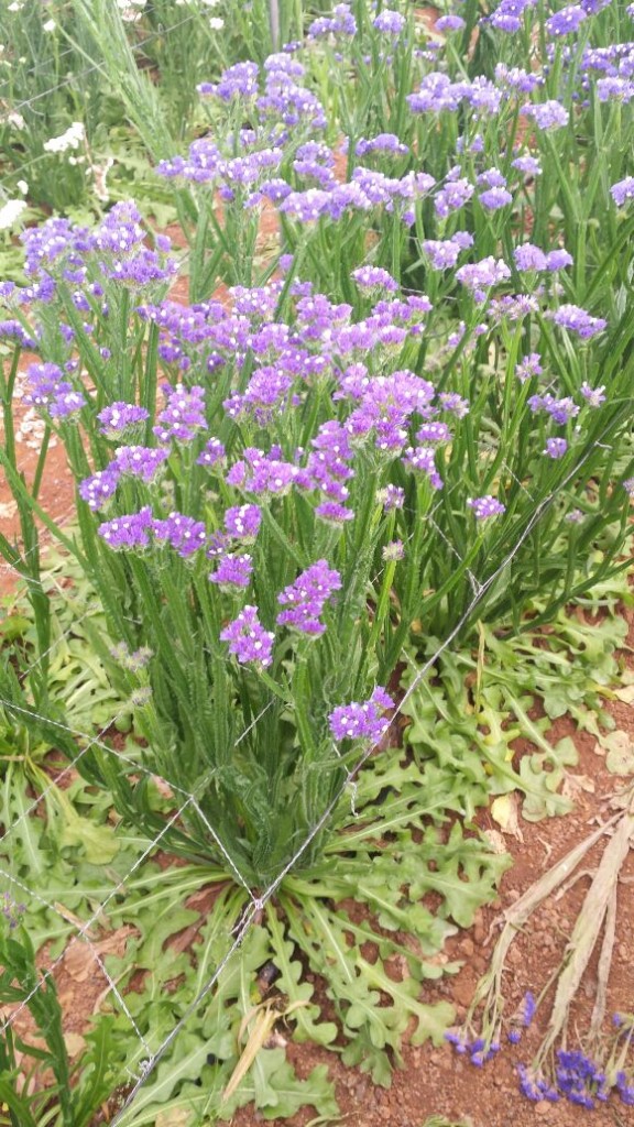Limonium Sinuatum 'Statice' - Bulbos
