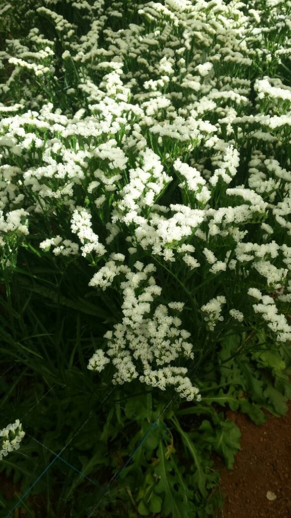 Limonium Sinuatum 'Statice' - Bulbos